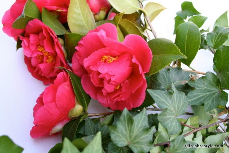 Flower Power - Refresh Restyle