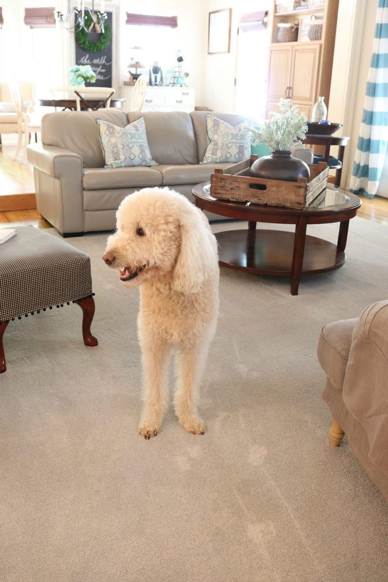 Pet Friendly Carpet Makes Life Easier - Refresh Restyle